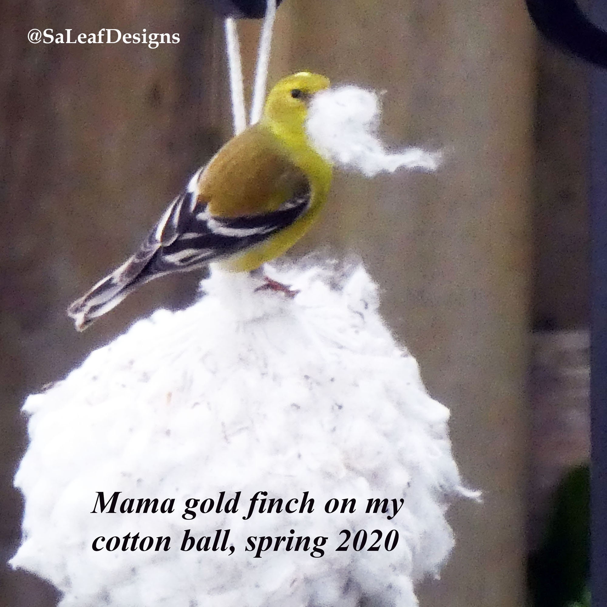 American Goldfinch - Bird Applique Quilt Pattern - Digital Download - Etsy