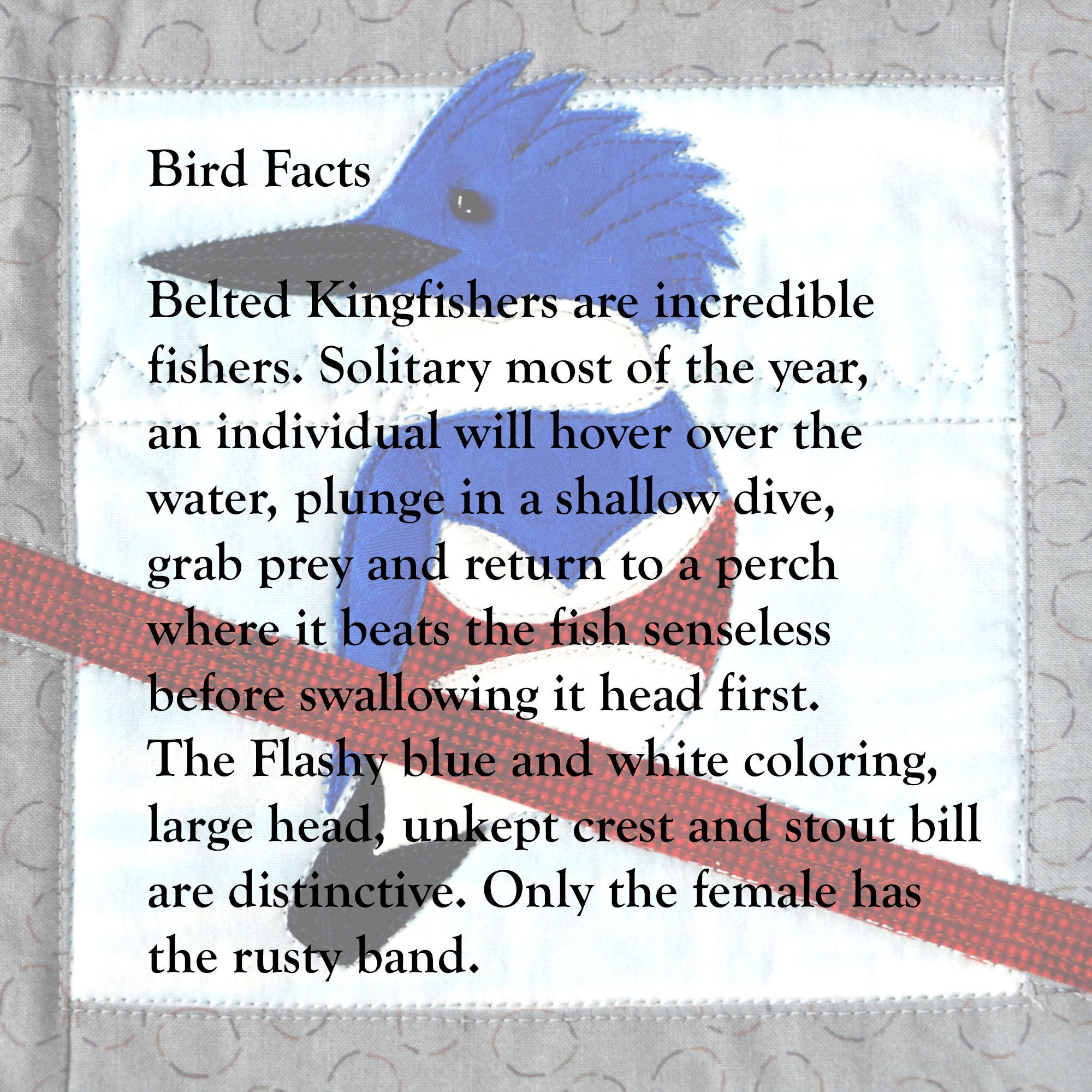 Belted Kingfisher Bird Quilt Pattern Digital Download - Etsy