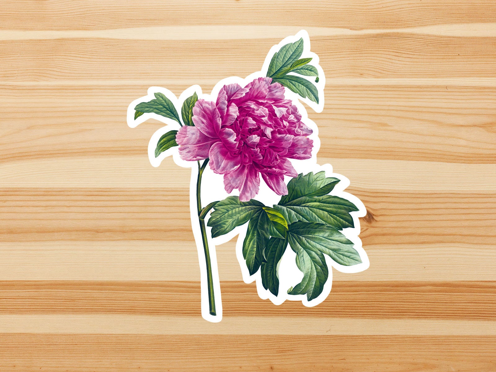 Pink Peony Vinyl Sticker Illustrated Flower Sticker Flower - Etsy