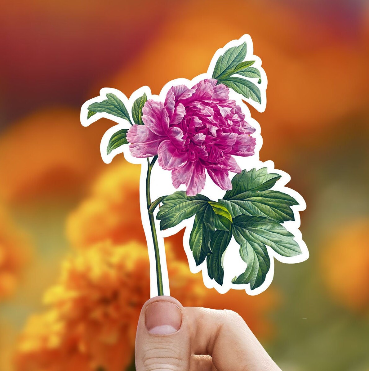 Pink peony vinyl sticker Illustrated flower sticker flower | Etsy