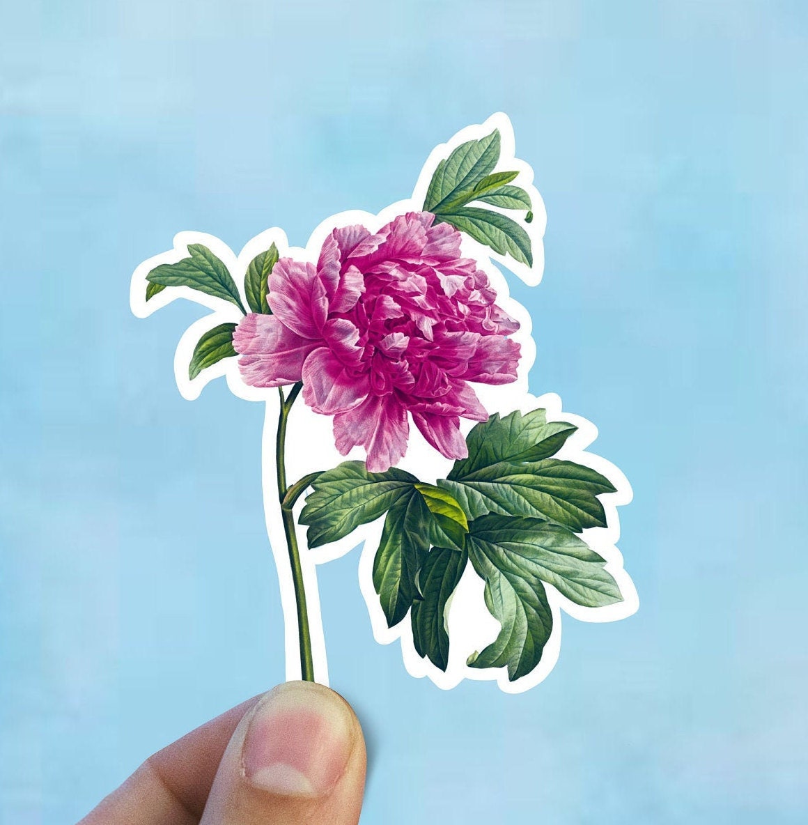 Pink Peony Vinyl Sticker Illustrated Flower Sticker Flower - Etsy