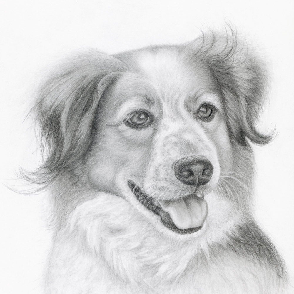 Hand-drawn Pet Portrait Colored Pencil Drawing & Illustration Pencil ...