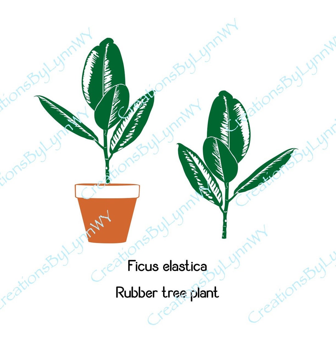 Ficus Elastica Rubber Tree Plant Digital File - Etsy