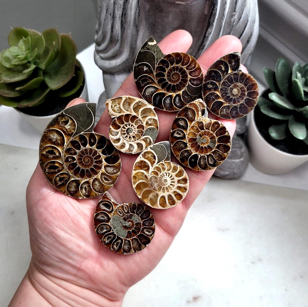 Ammonite Pair Specimen, Opalized Ammonite Fossils, Natural Prehistoric ...