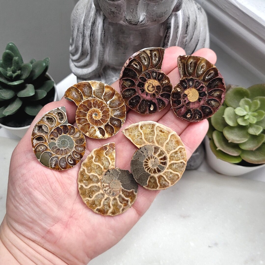 Ammonite Pair Specimen, Druzy Ammonite Fossils, Natural Prehistoric ...