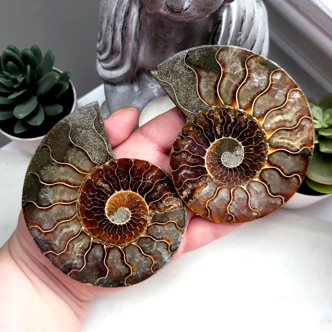 Ammonite Pair Slab Specimen, Polished Ammonite Fossils, Natural ...