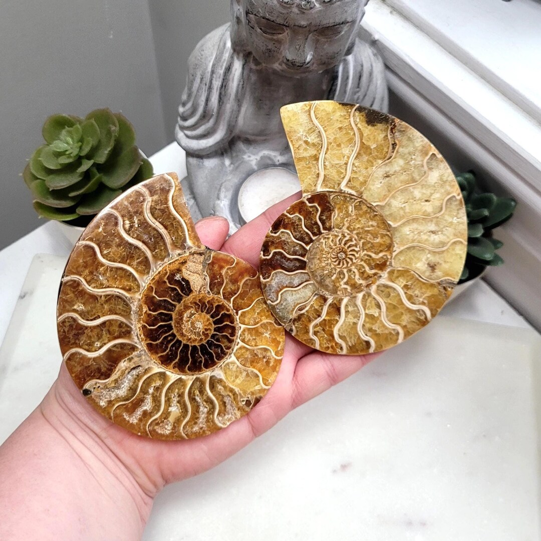 Ammonite Specimen, Flashy Ammonite Fossils, Natural Prehistoric Conch ...