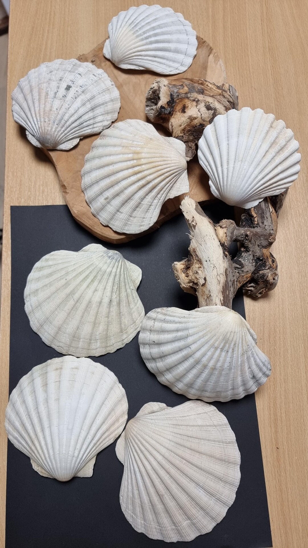 8 Natural Scallop Seashells, Shells for Crafts, Beach Home Decor ...