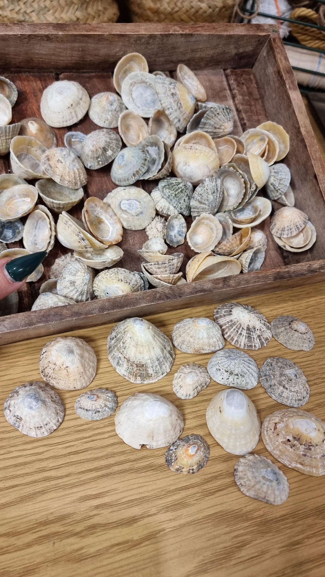 400g of Natural Limpet Shells, for Art, Crafts, Beach Home Decor ...