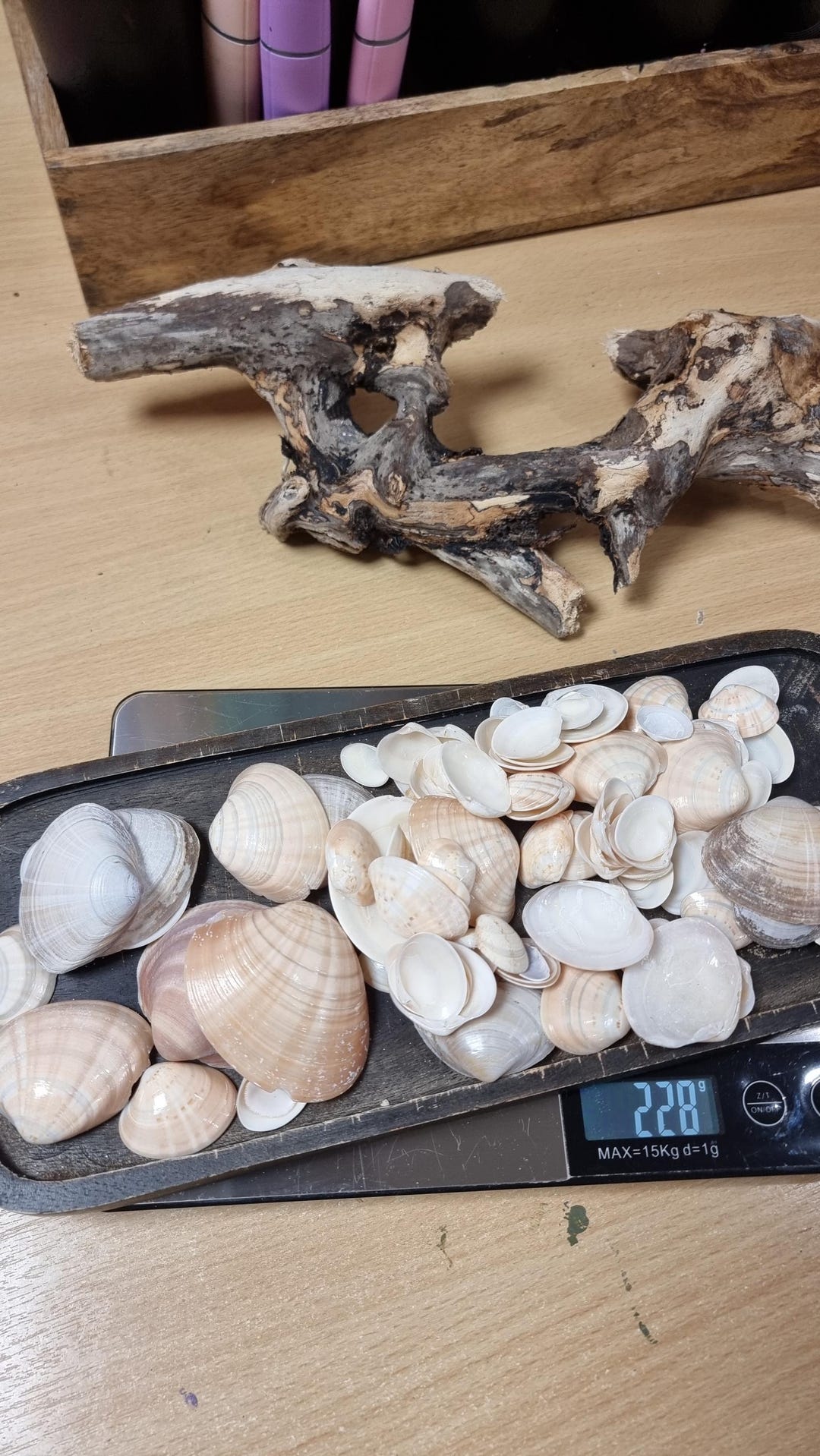 220g of Shiny Natural Cut Trough Seashells, Shells for Crafts, Beach ...