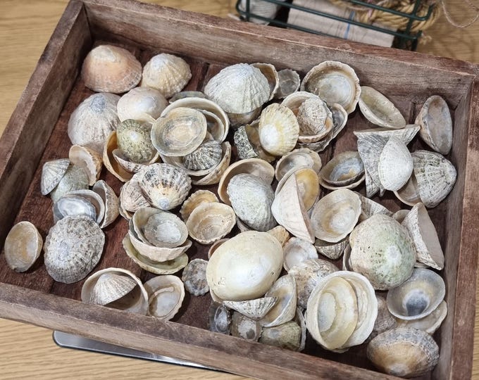 450g of Natural Limpet Shells, for Art, Crafts, Beach Home Decor ...