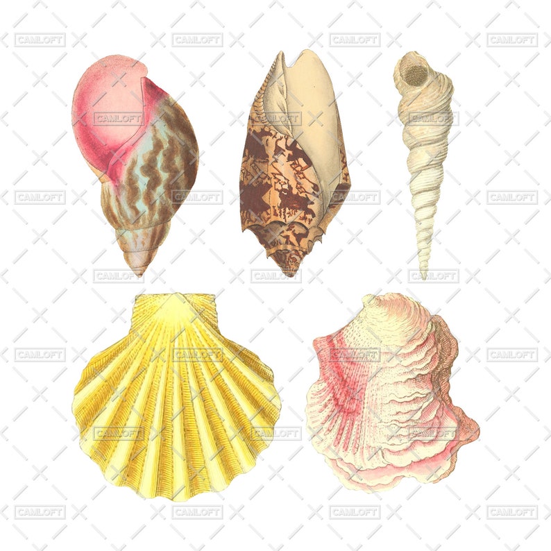 Vintage Illustration Seashell Clipart Antique Seashells - Etsy