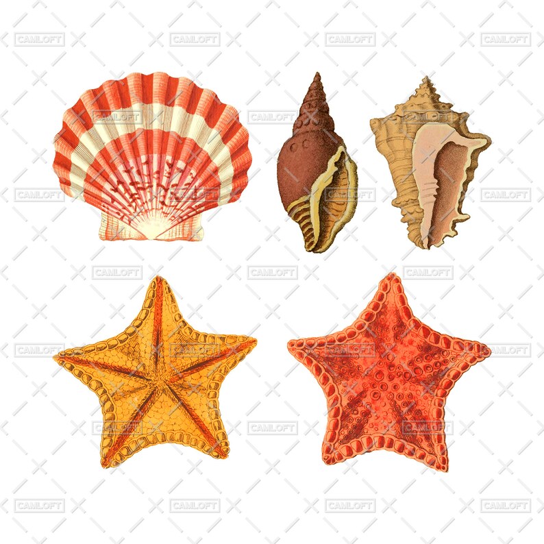 Vintage Illustration Seashell Clipart Antique Seashells - Etsy
