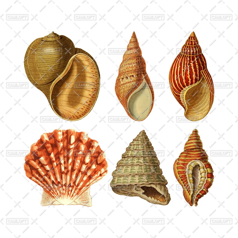 Vintage Illustration Seashell Clipart Antique Seashells - Etsy