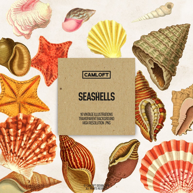 Vintage Illustration Seashell Clipart Antique Seashells - Etsy