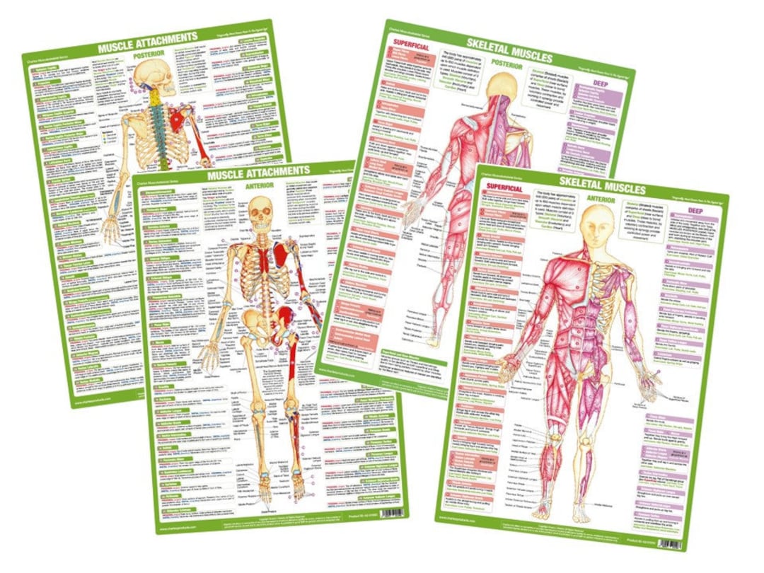 Muscle Anatomy Posters | Human Anatomy Charts - Etsy