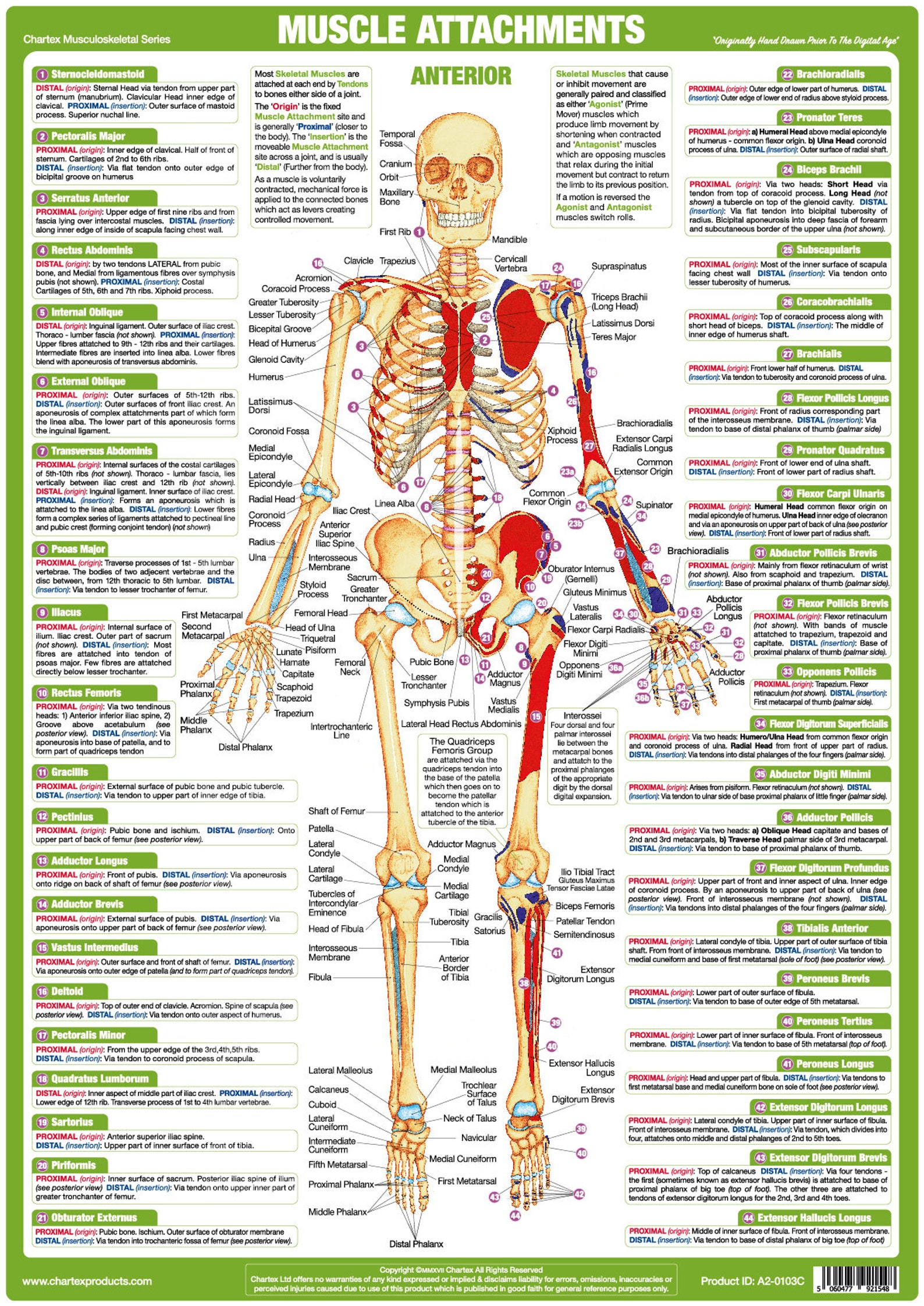 Muscle Anatomy Charts | Human Body Posters | Bodybuilding Posters - Etsy