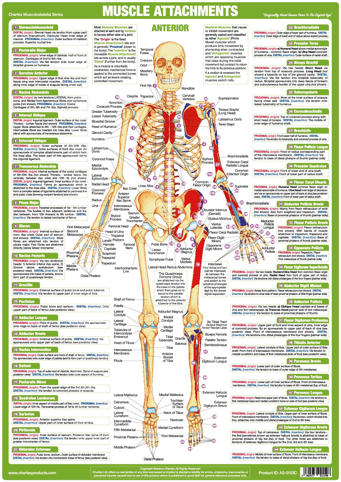 Muscle Anatomy Charts | Human Body Posters | Bodybuilding Posters - Etsy