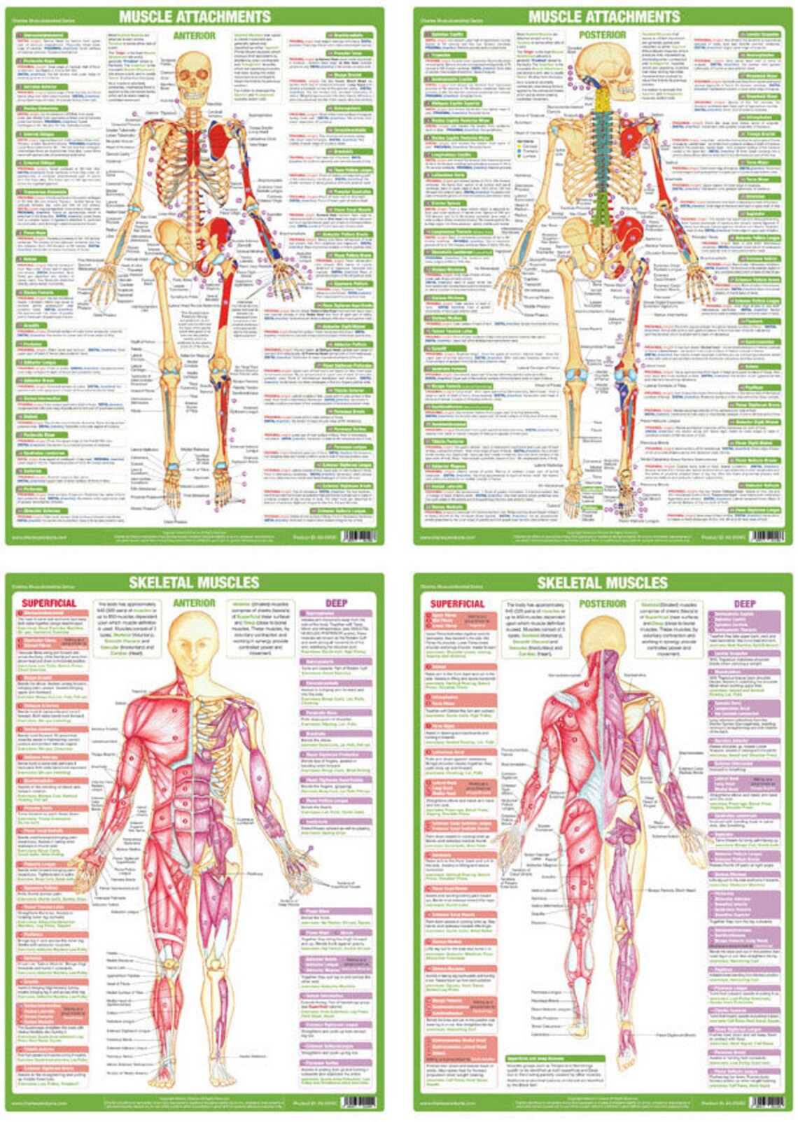 Muscle Posters, Anatomy Charts - Etsy Canada