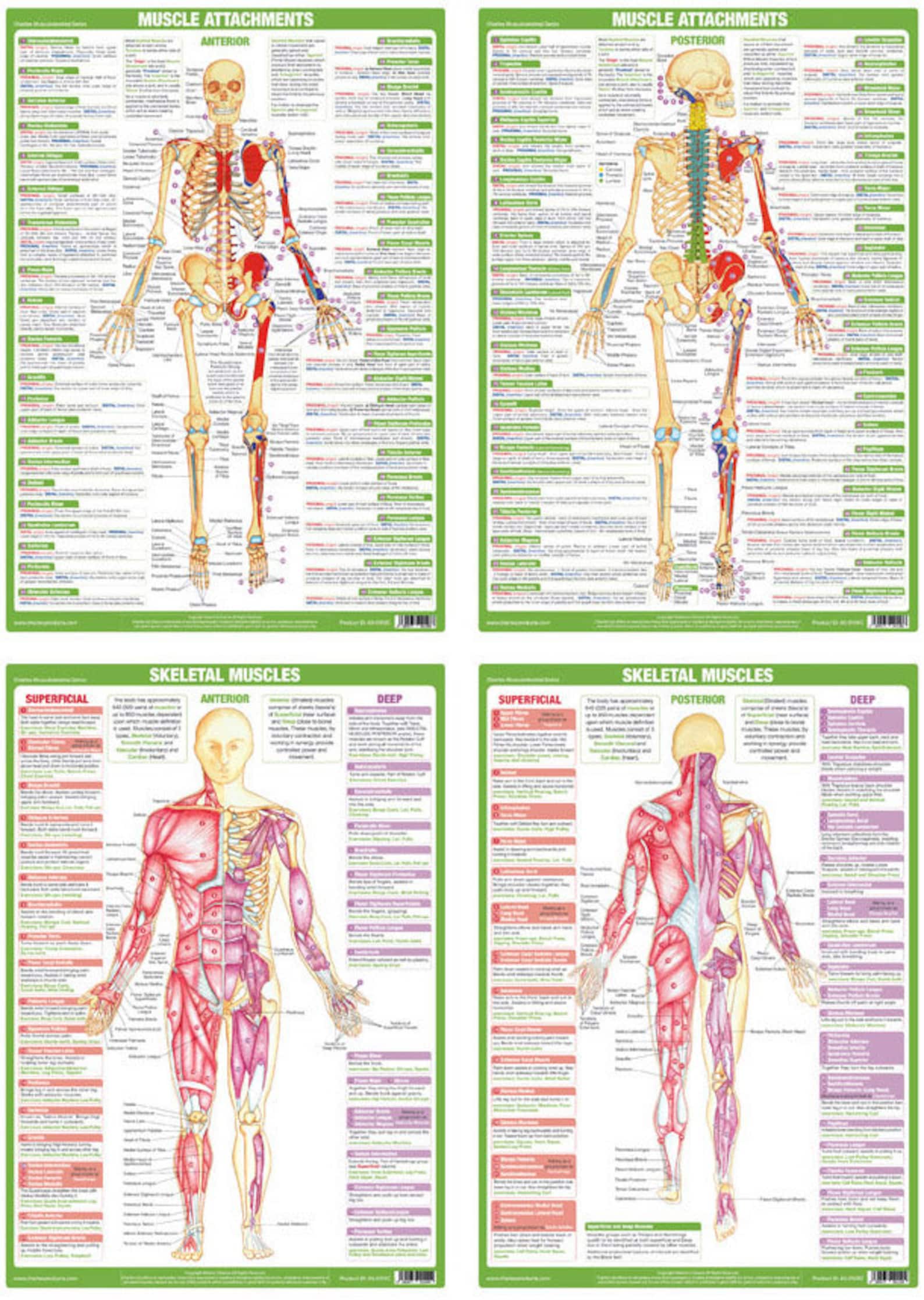 Muscle Posters, Anatomy Charts - Etsy Australia