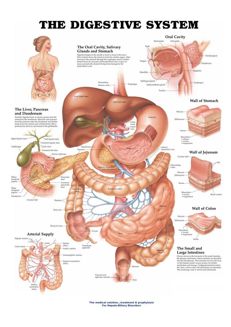 Digestive System Chart | Stomach Anatomy Poster | Waterproof Synthetic Polypaper - Etsy