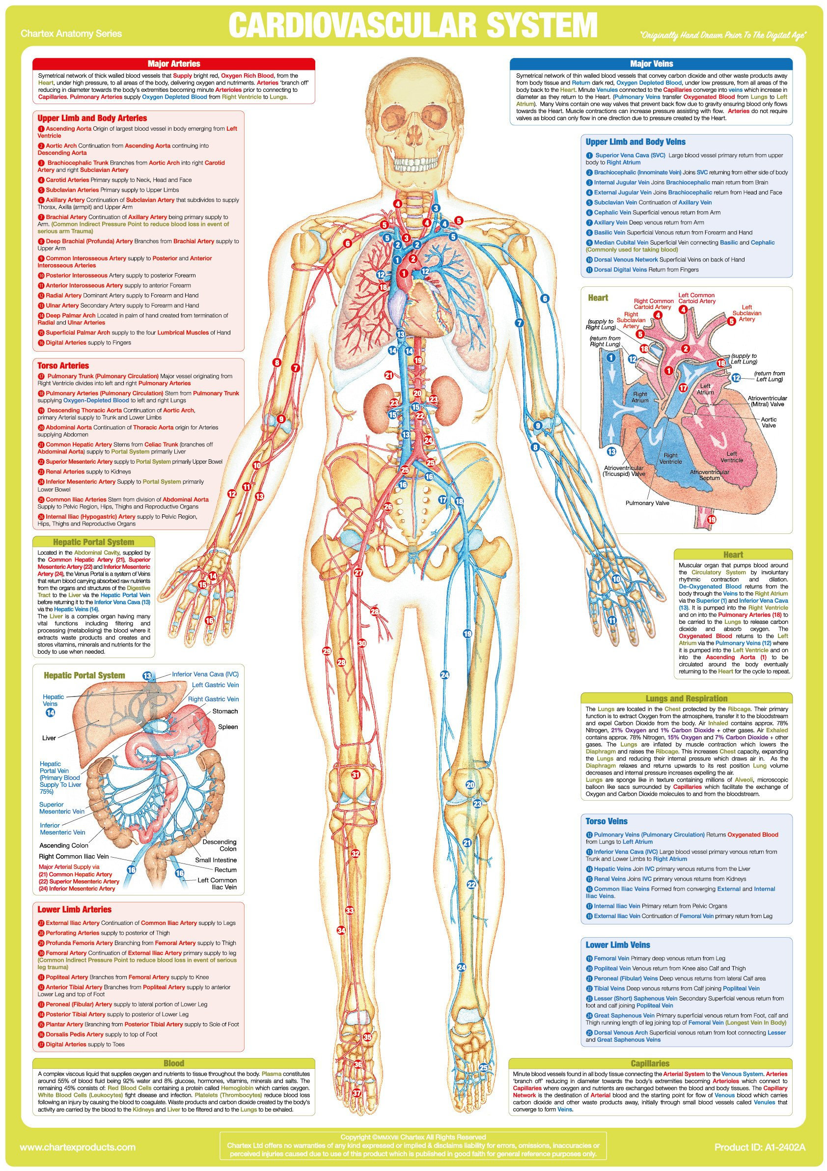 Circulatory System Chart