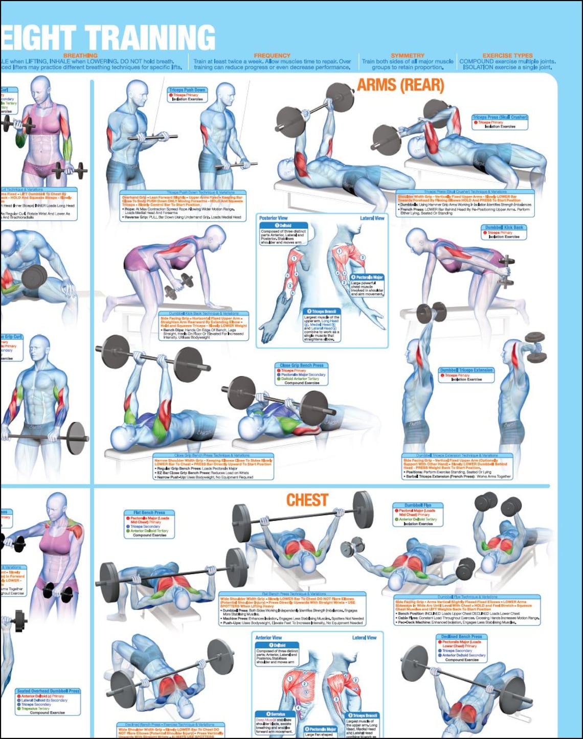 Weight Training Poster | Full Body Workout Chart - Etsy