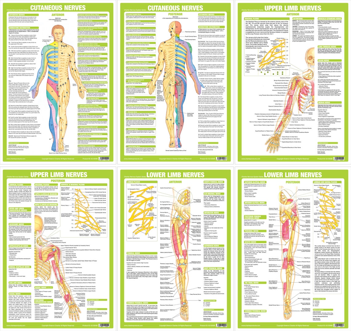 Nervous System Anatomy Posters Set of 6 - Etsy
