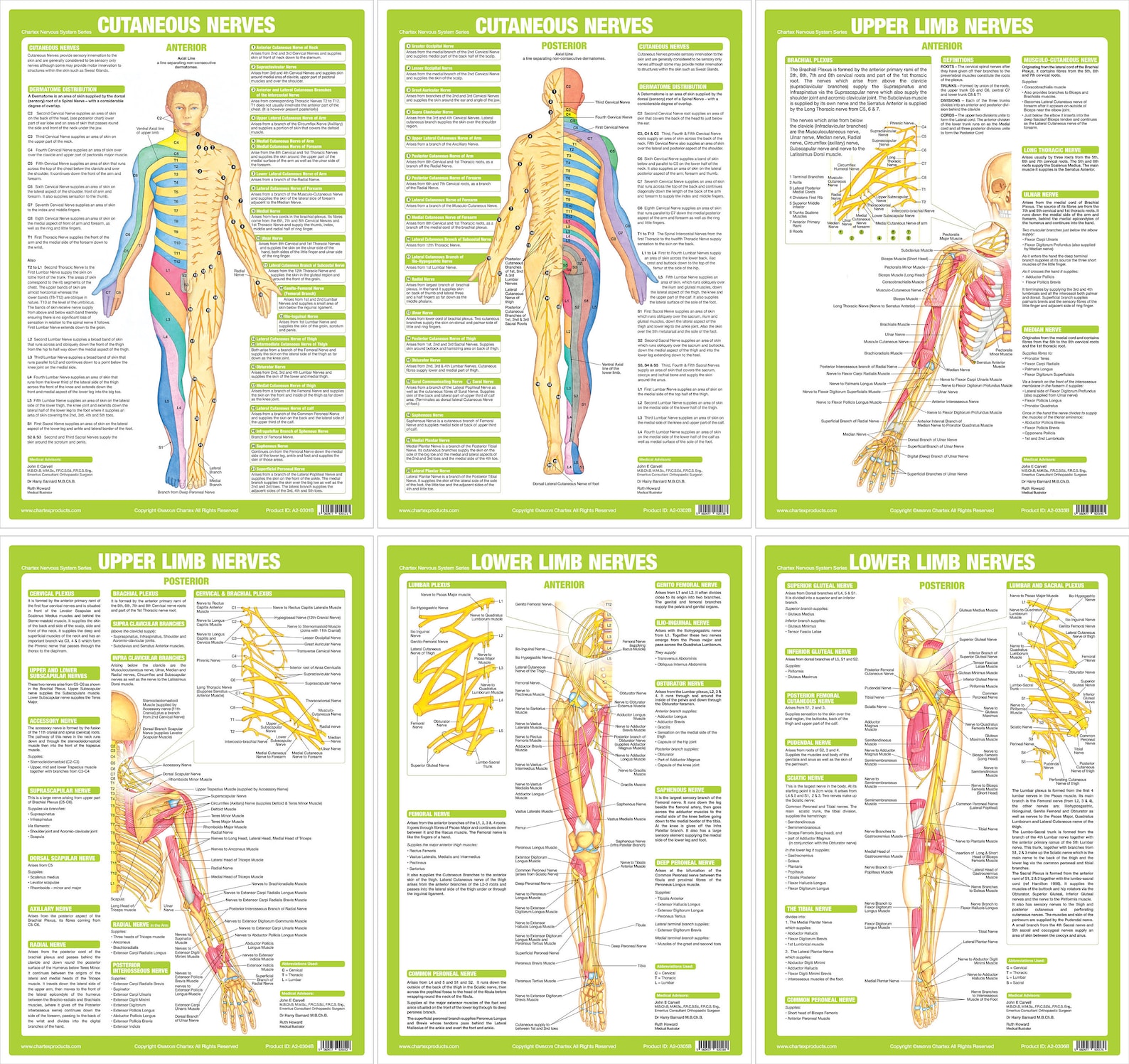 Nervous System Anatomy Posters Set of 6 - Etsy UK
