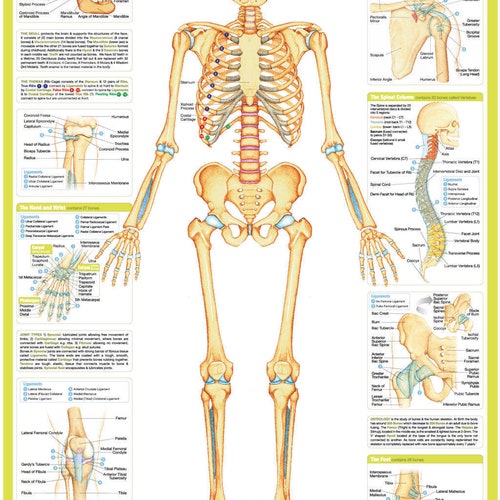 Muscle Anatomy Charts Human Body Posters - Etsy Canada
