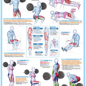 Weight Training Posters | Bodybuilding Exercise Charts | Strength ...