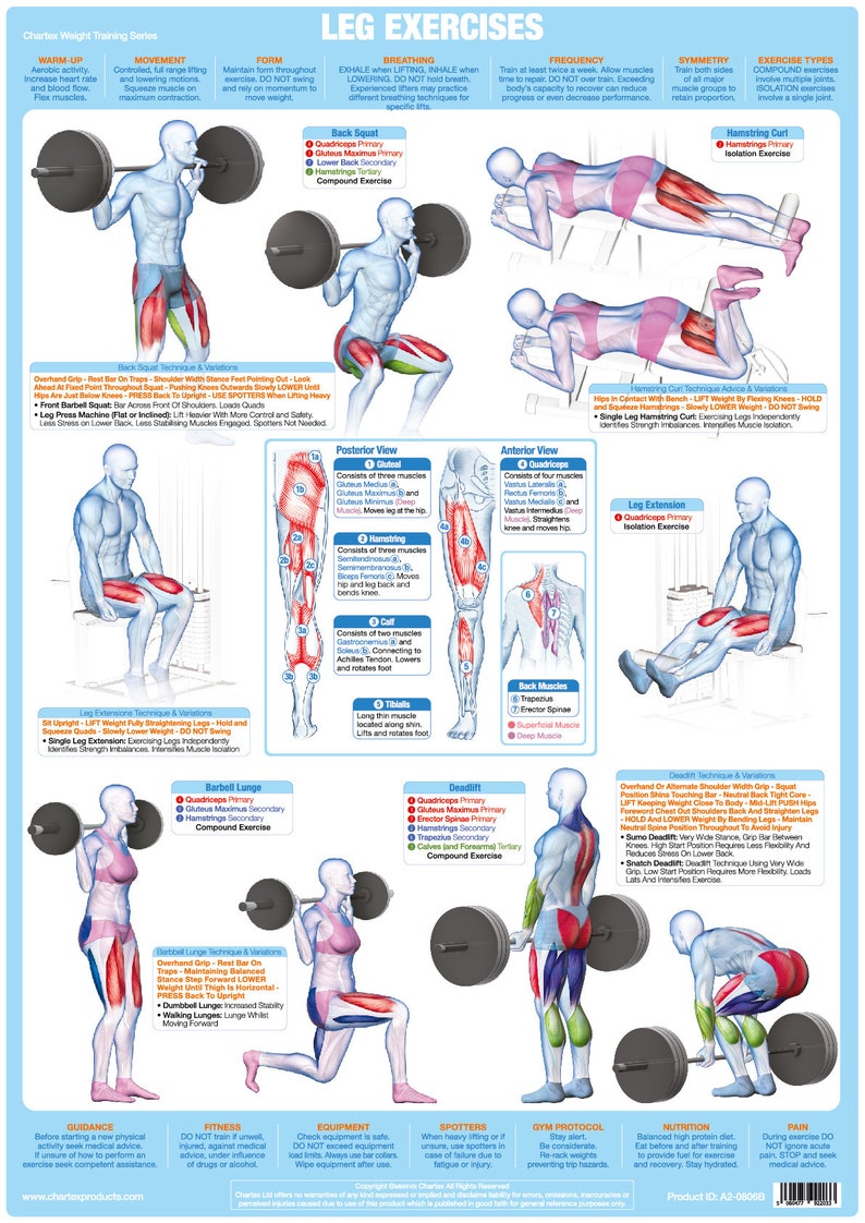 Weight Training Posters | Bodybuilding Exercise Charts | Strength ...