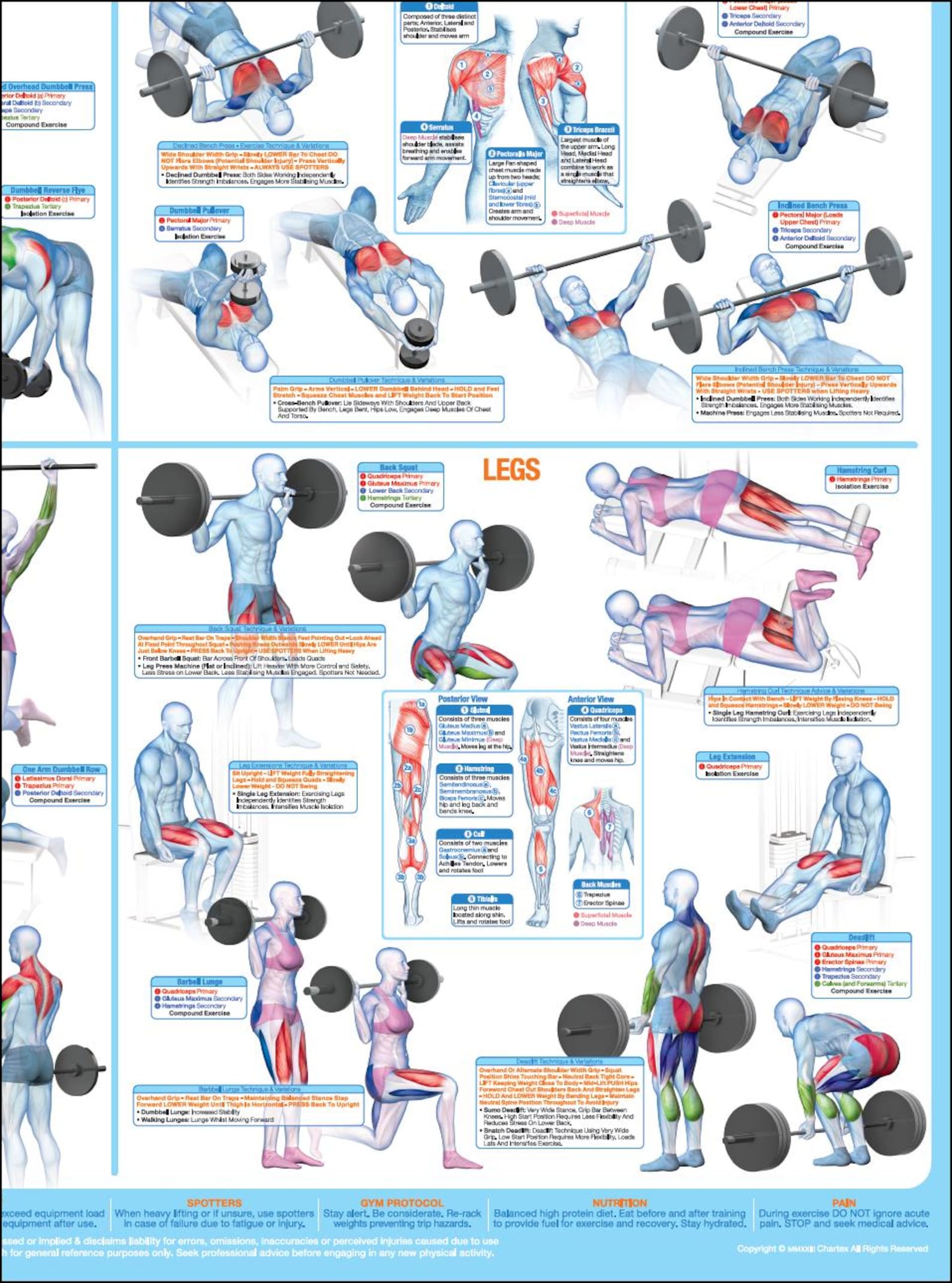 Weight Training Poster | Full Body Workout Chart - Etsy