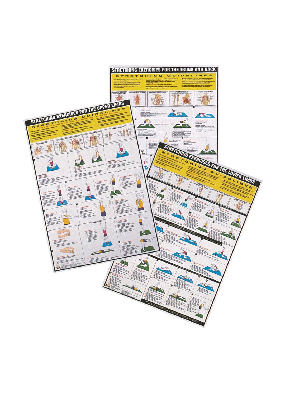 Stretching Exercise Posters | Fitness Wall Charts | All Muscle Groups ...