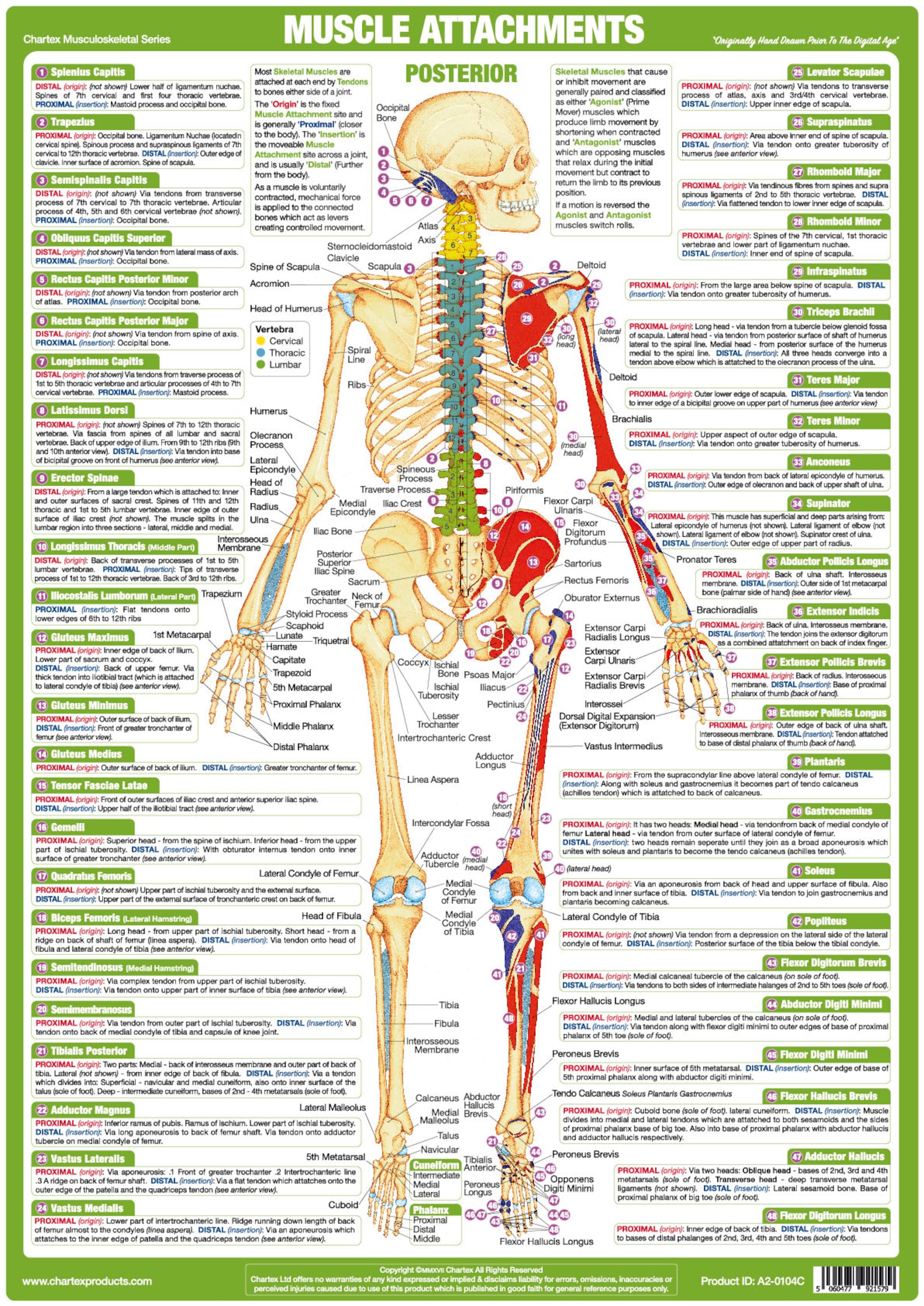 Muscle Anatomy Charts | Human Body Posters | Bodybuilding Posters - Etsy