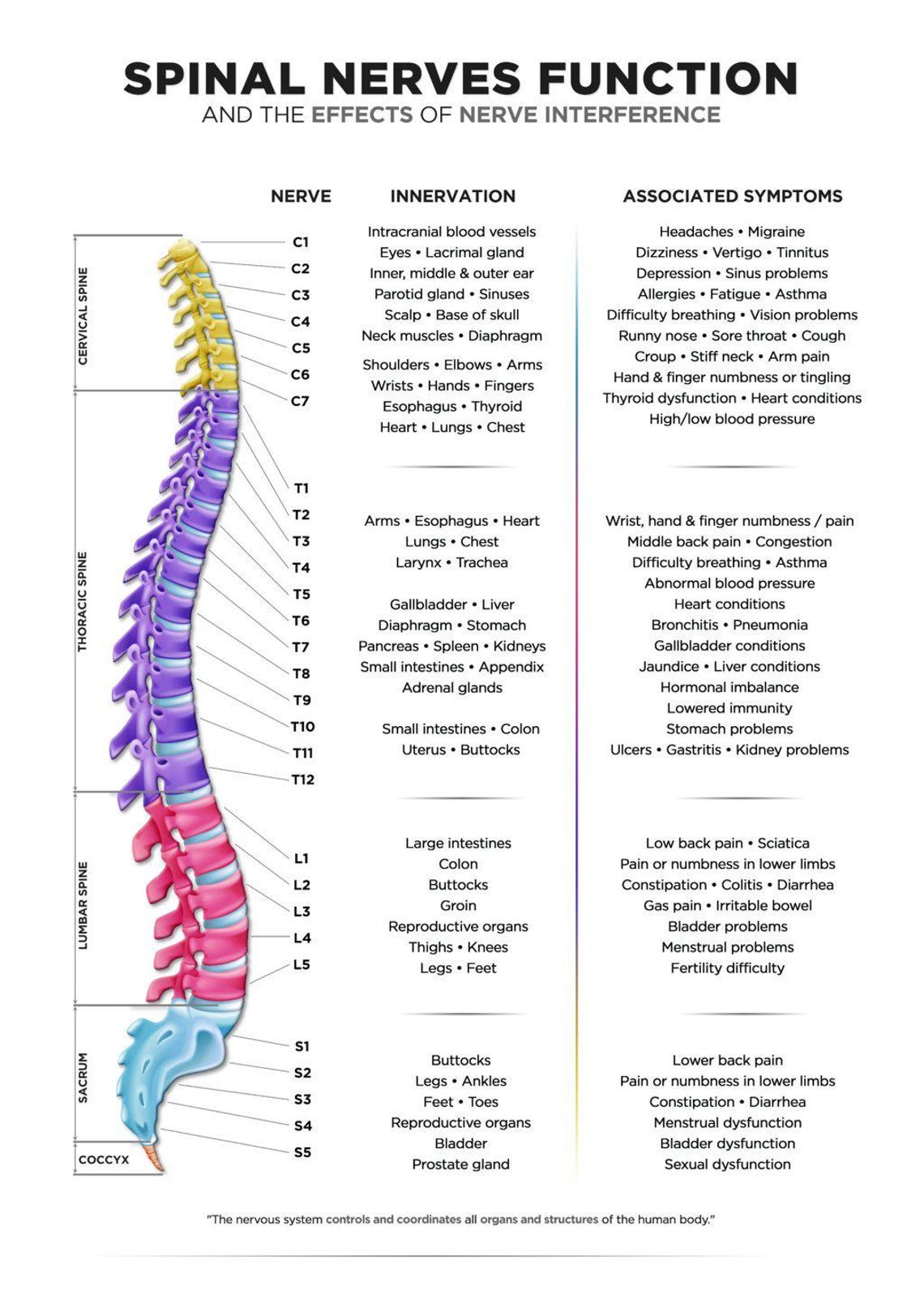 Spinal Nerves Function Chart | Back Pain | Waterproof Synthetic Poly ...
