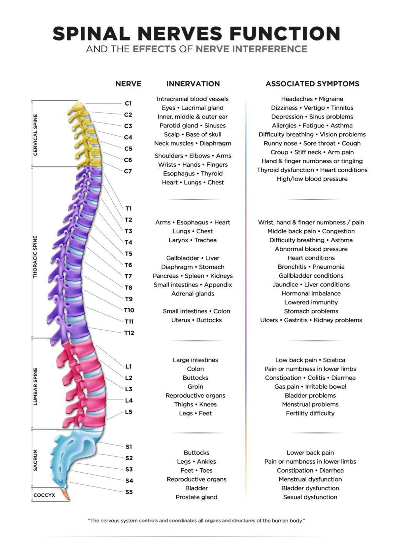 Spinal Nerves Function Chart | Back Pain | Waterproof Synthetic Poly ...