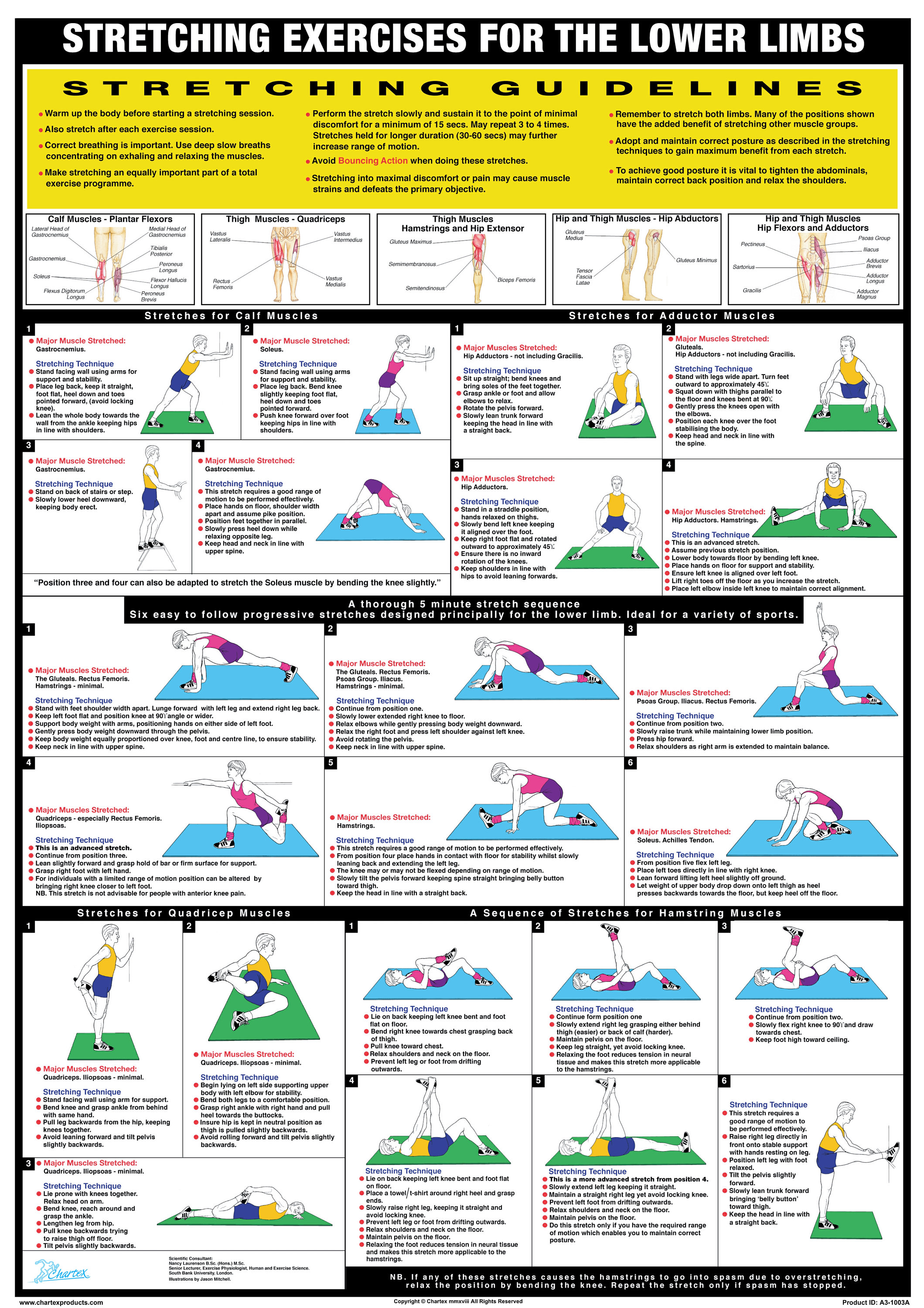 Stretching Exercise Posters | Fitness Wall Charts | All Muscle Groups ...