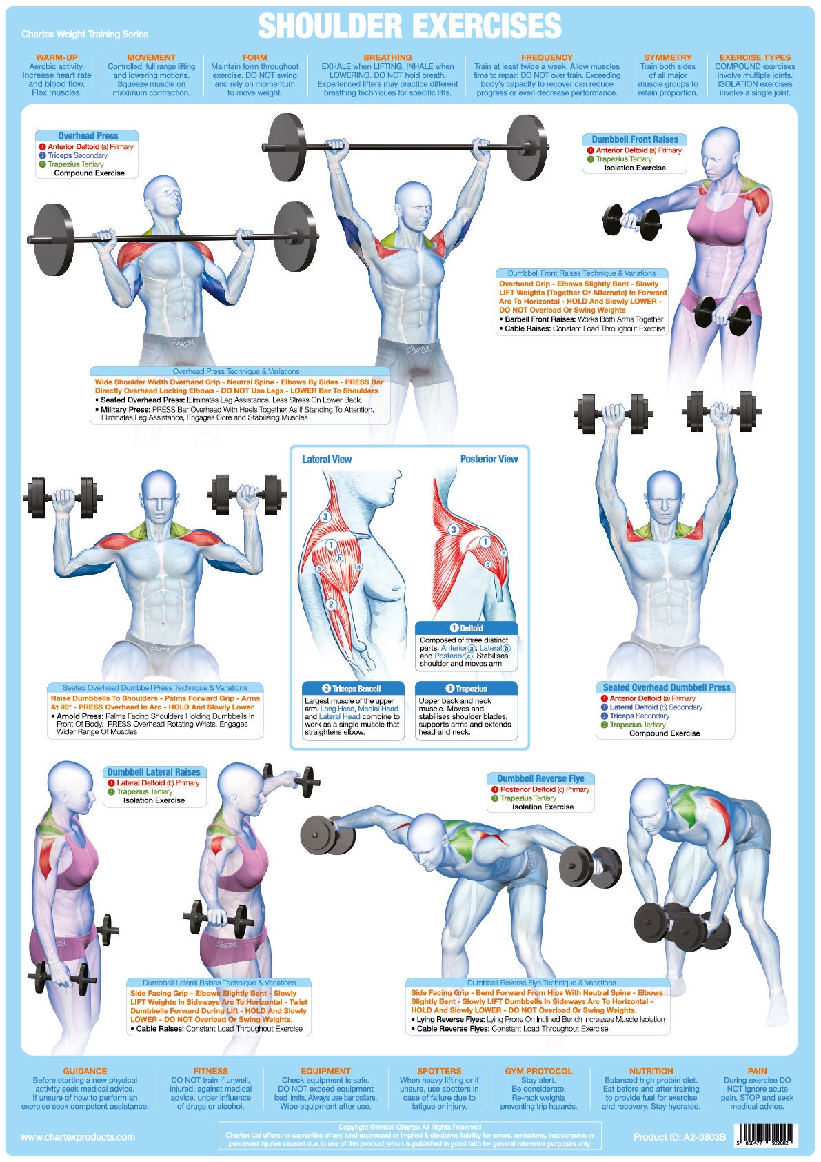 Bodybuilding Exercise Posters | Barbell & Dumbbell Workouts | Set of 6 ...