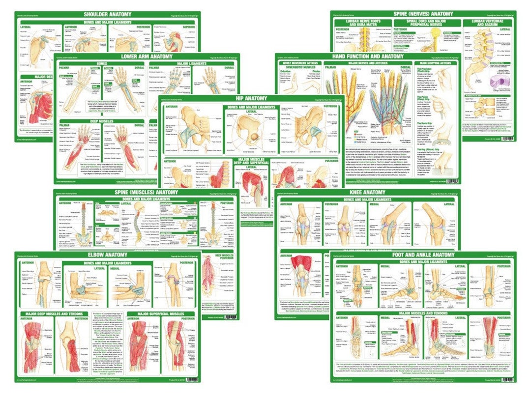 Anatomy Posters Set of 9 | Human Body Anatomy Charts | Joints and Bones ...