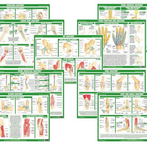 Muscle Anatomy Charts Human Body Posters - Etsy Canada