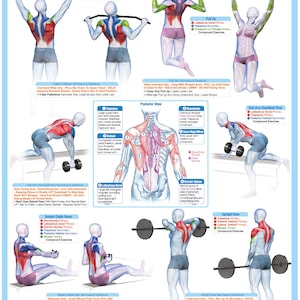 Weight Training Posters | Bodybuilding Exercise Charts | Strength ...