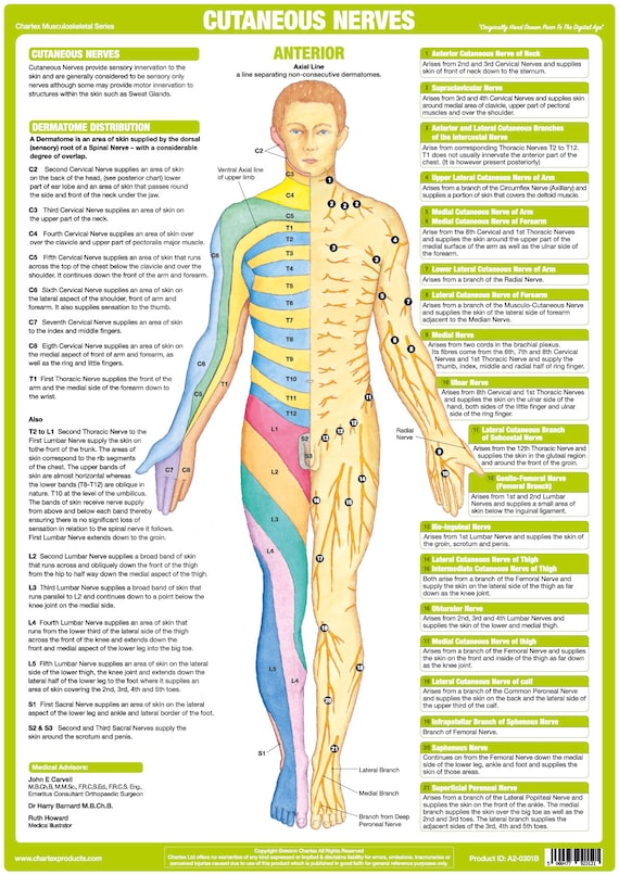 Dermatomes Anatomical Chart