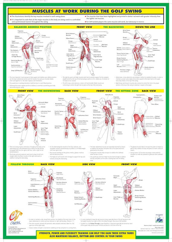 Golfing Muscles Used