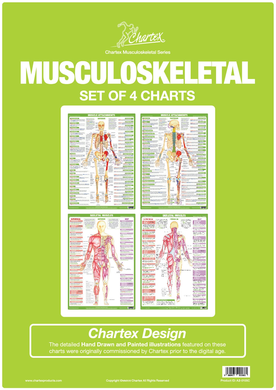 Muscle Anatomy Charts | Human Body Posters | Bodybuilding Posters - Etsy