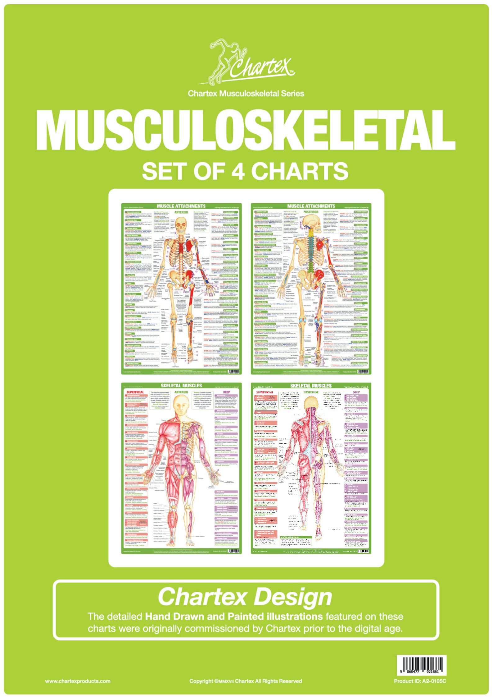 Muscle Anatomy Charts | Human Body Posters | Bodybuilding Posters - Etsy