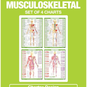 Muscle Anatomy Charts | Human Body Posters | Bodybuilding Posters - Etsy