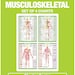 Muscle Anatomy Charts Human Body Posters Bodybuilding Posters - Etsy Canada