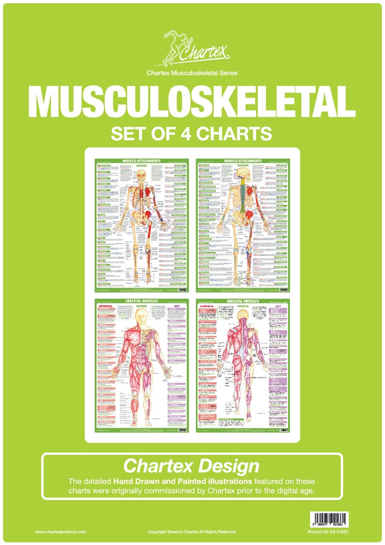 Muscle Anatomy Charts | Human Body Posters | Bodybuilding Posters - Etsy