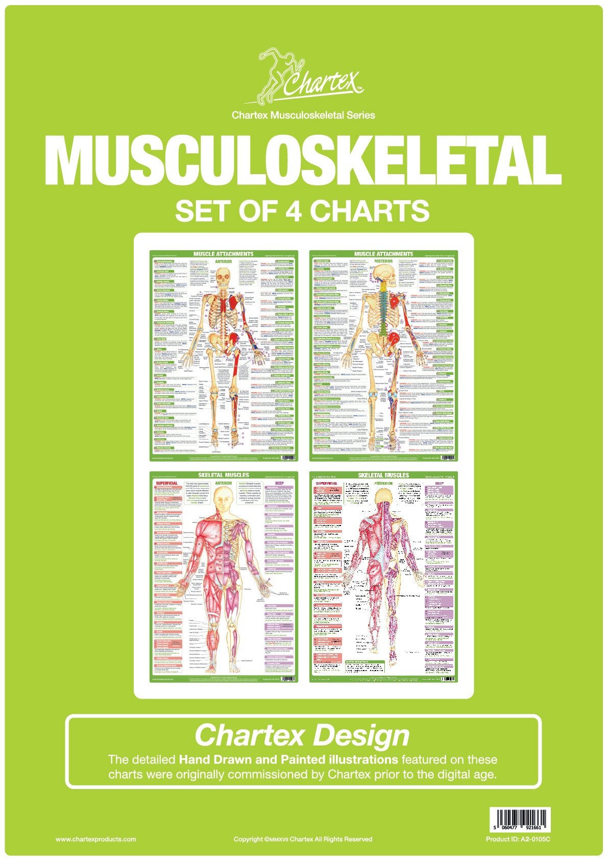 Muscle Anatomy Charts | Human Body Posters | Bodybuilding Posters - Etsy